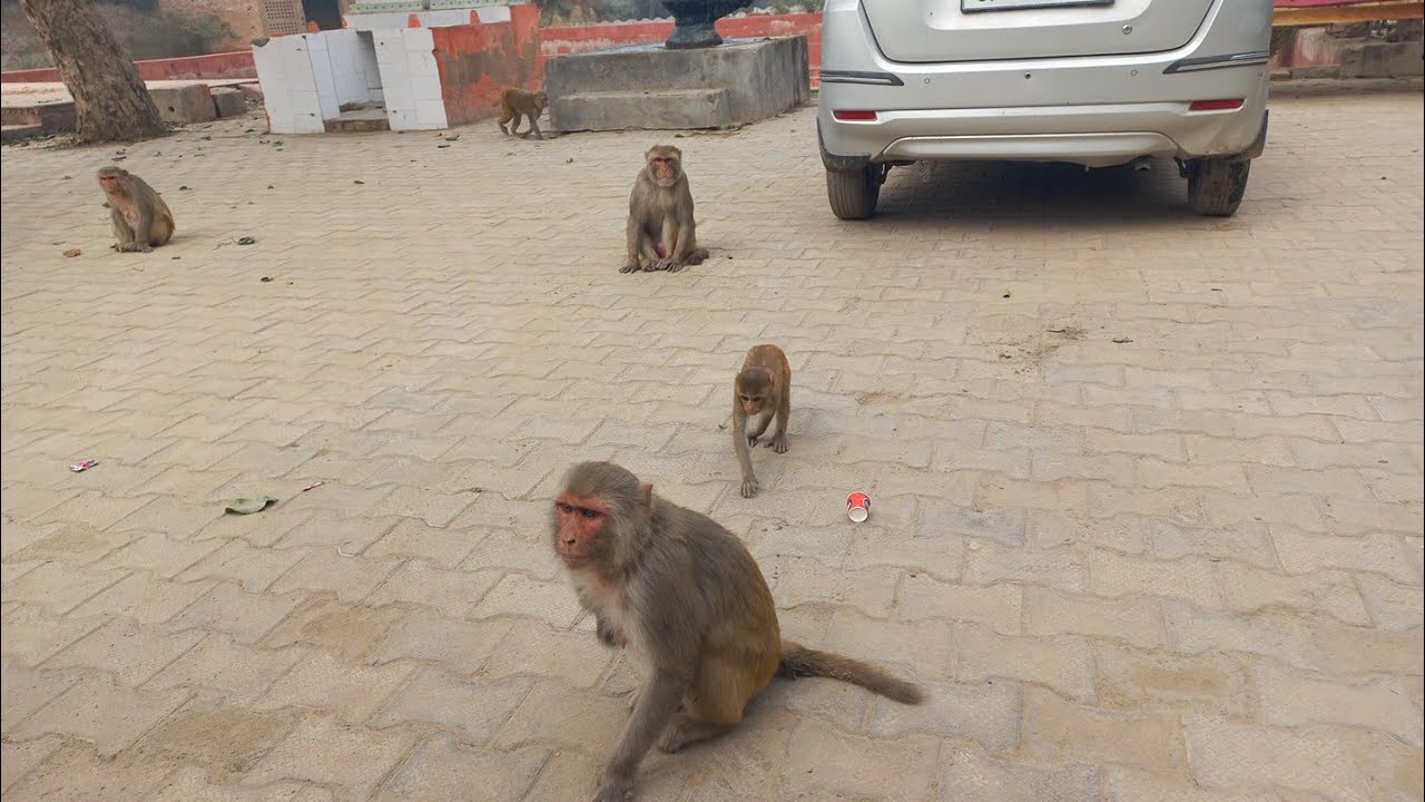 HAMEL BASIS //FUNCTIONAL ANALYSIS - YouTube