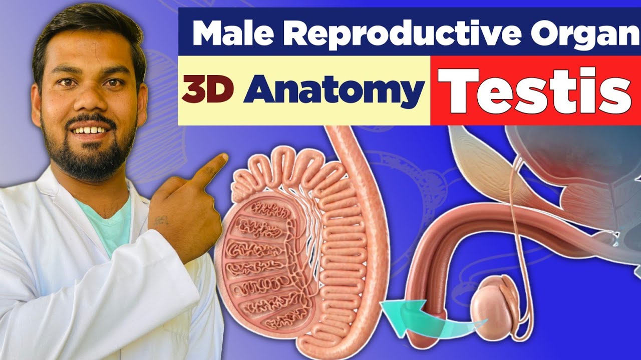 Testis Anatomy in 3D | External & Internal Features, Coverings, Blood ...