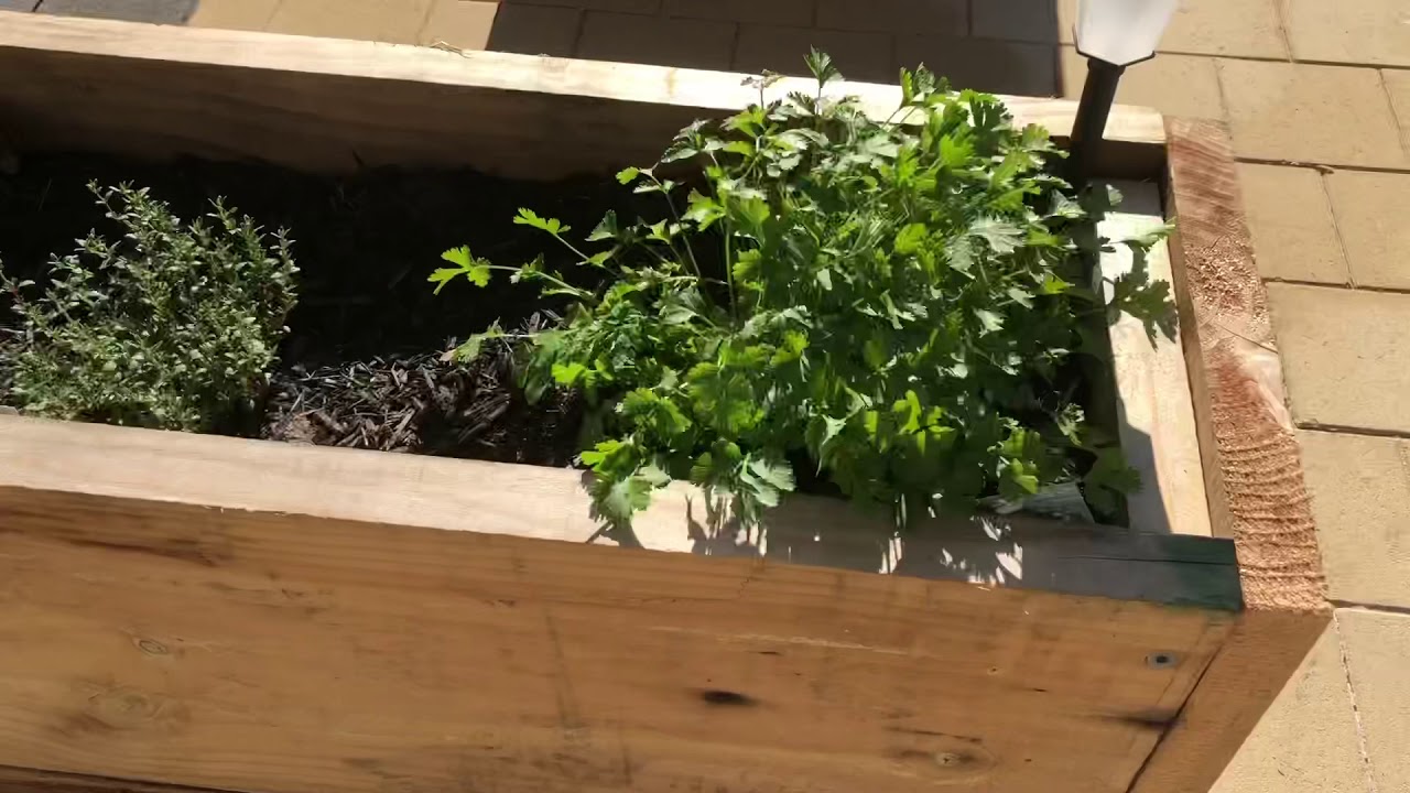 Garden Week 4 - YouTube