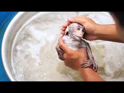 Monkey Jojo take bath with his dad