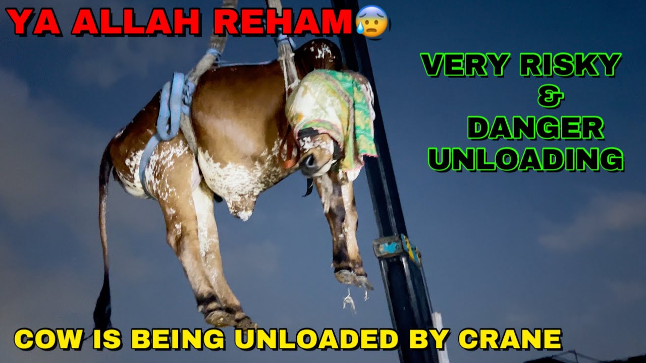 Ya Allah Rehem Cow Is Being Unloaded By Crane | Very Dangerous And ...