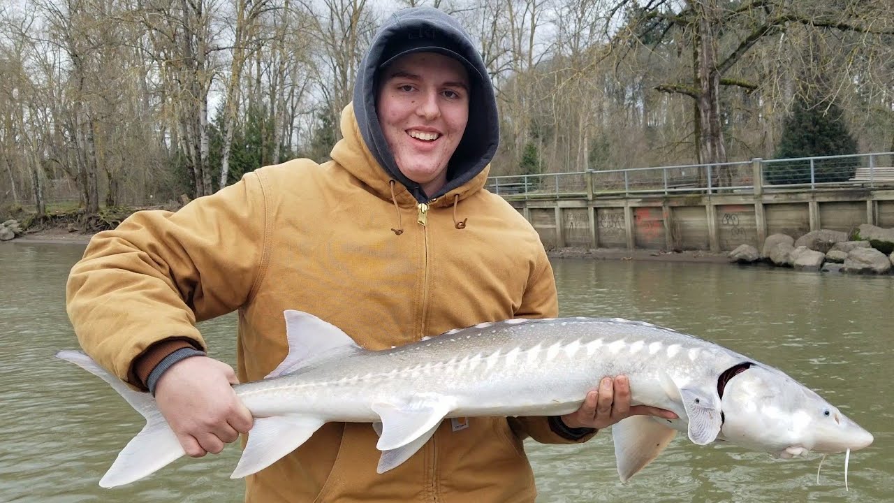 PB White Sturgeon | Willamette River! OR (2-8-2021) - YouTube