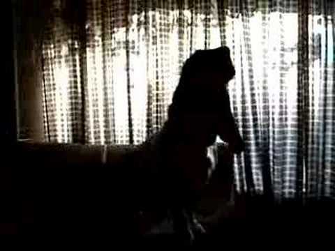 Baying Hounds - YouTube