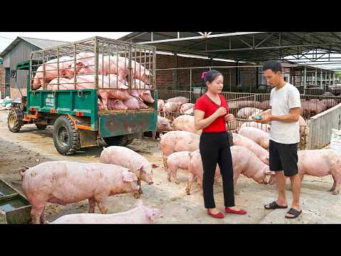TIMELAPSE | Buying and Reselling 1000+ Fat Pigs in One Huge Trading Day - Linh Harvest.