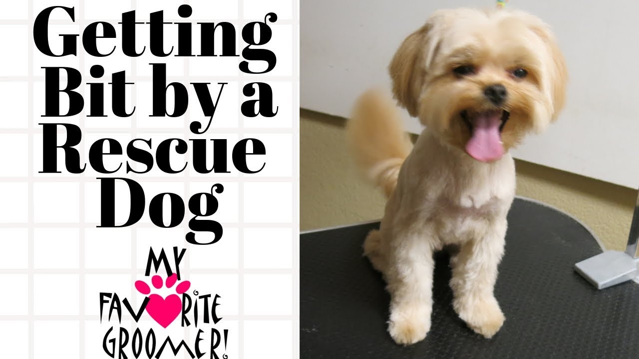 Forgive me I am a rescue dog - YouTube