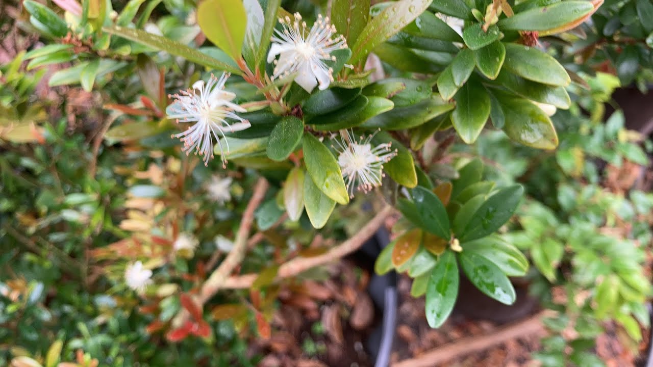 Over 20 Varieties of Rare Fruit Trees Flowering? - YouTube