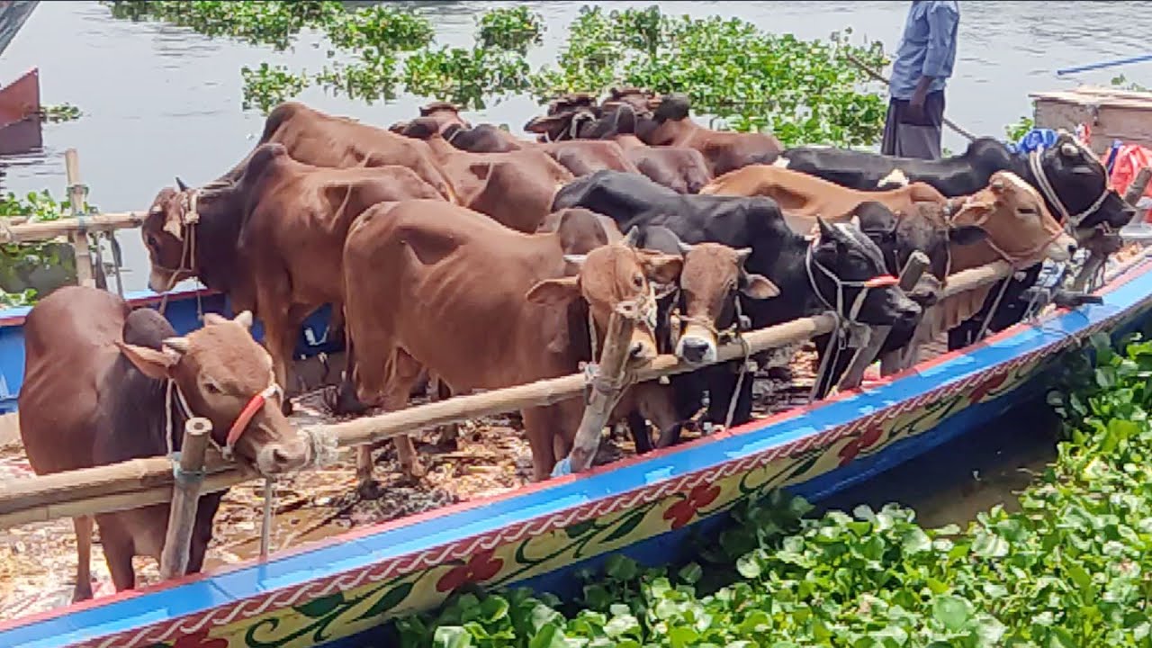 cow unloading | cow videos | caw | cow ki video | big cow farm | cow ...