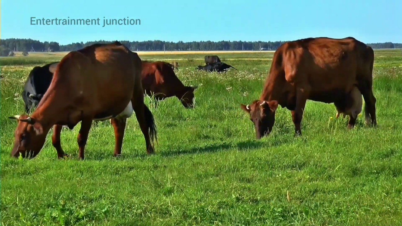Kids Cow Video with Mooing sound | Kids cow video | Cow grazing Grass ...