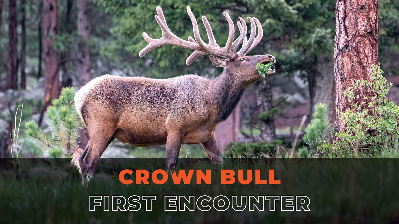 My First Encounter With The "Crown Bull" In 4K - YouTube