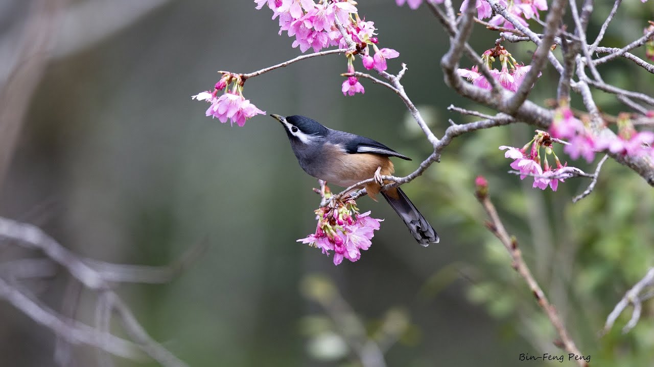 藍天櫻花白耳畫眉/White-eared Sibia - YouTube
