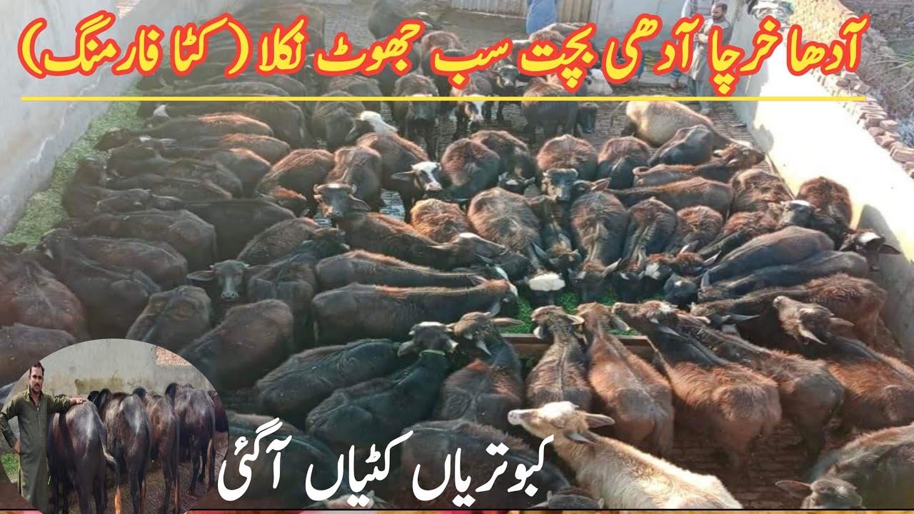 Beef Cattle Farming for beginners |Katta Business Ideas | Katti farming ...