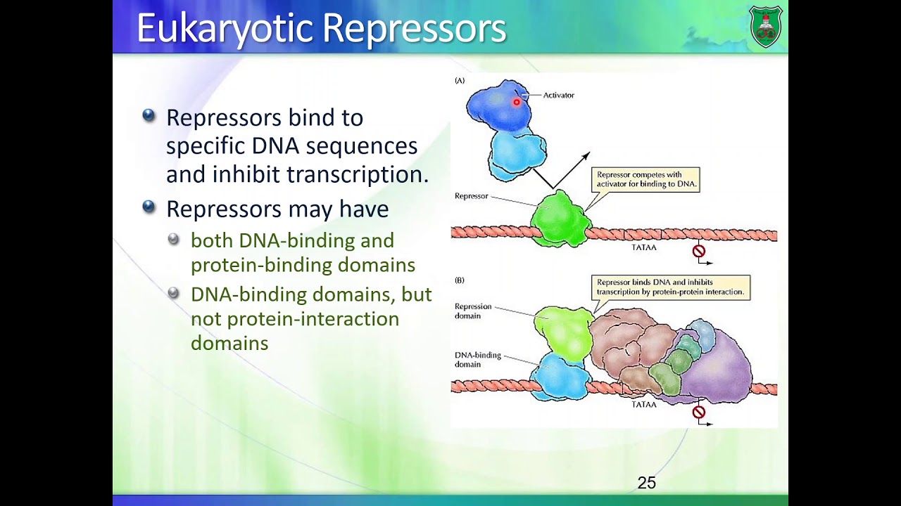 Regulation of transcription in eukaryotes - YouTube