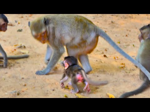 Nice Clip Very Young Mother Good Allow Her New Cute Baby Monkey Training - YouTube