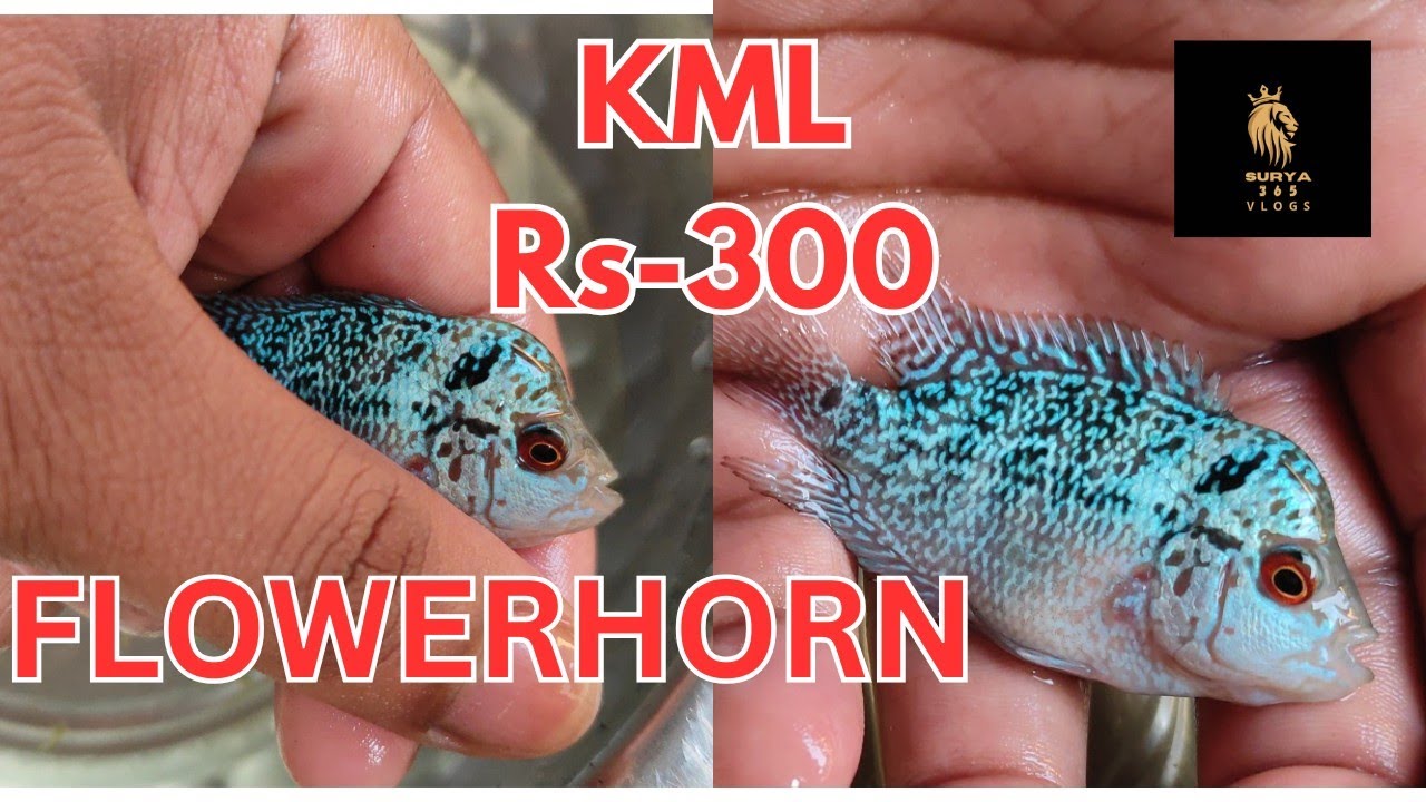 Discover the Real flowerhorn srd-300, kml-300, thaisilk -450 and betta ...