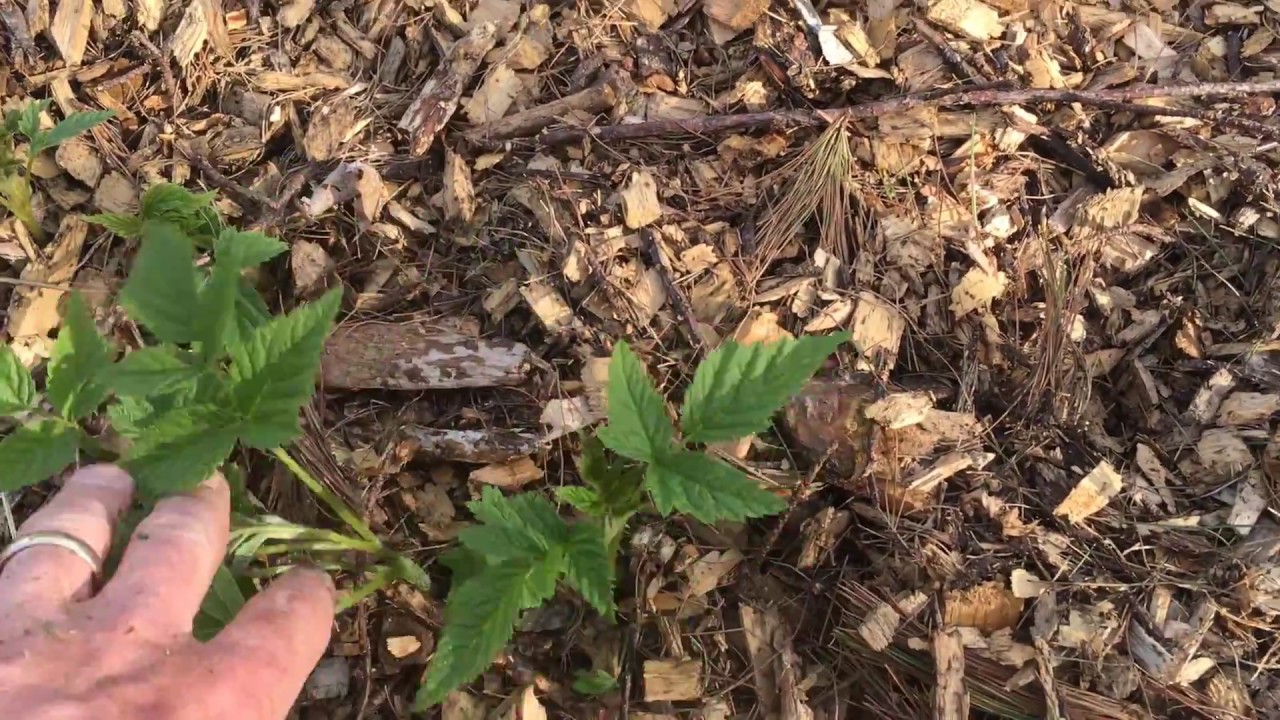 Raspberry & Sour Cherry Update - YouTube