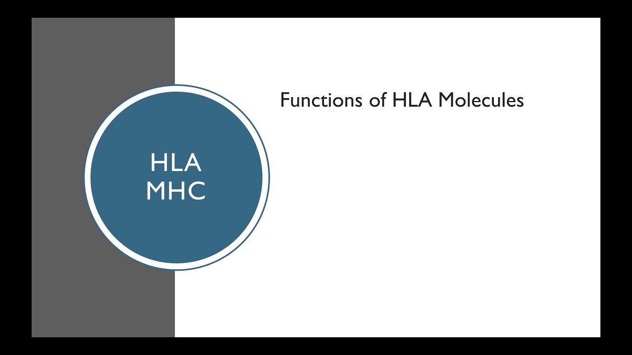 Part 4: Functions of HLA or MHC Molecules - YouTube