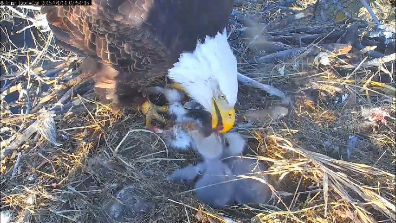MNBound Eagles ~ Tuesday Morning With the Es ~ 04/14/15 - YouTube