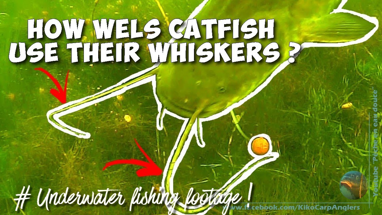 CHECK OUT HOW WELS CATFISH USE THEIR WHISKERS ! [Underwater Waterwolf ...
