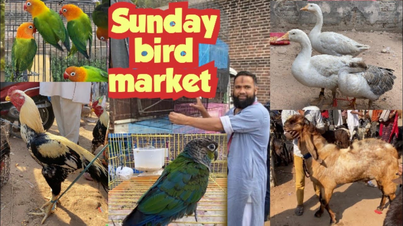 Ahmedabad bird market #ravivari bazaar bird market in Ahmedabad #sunday ...