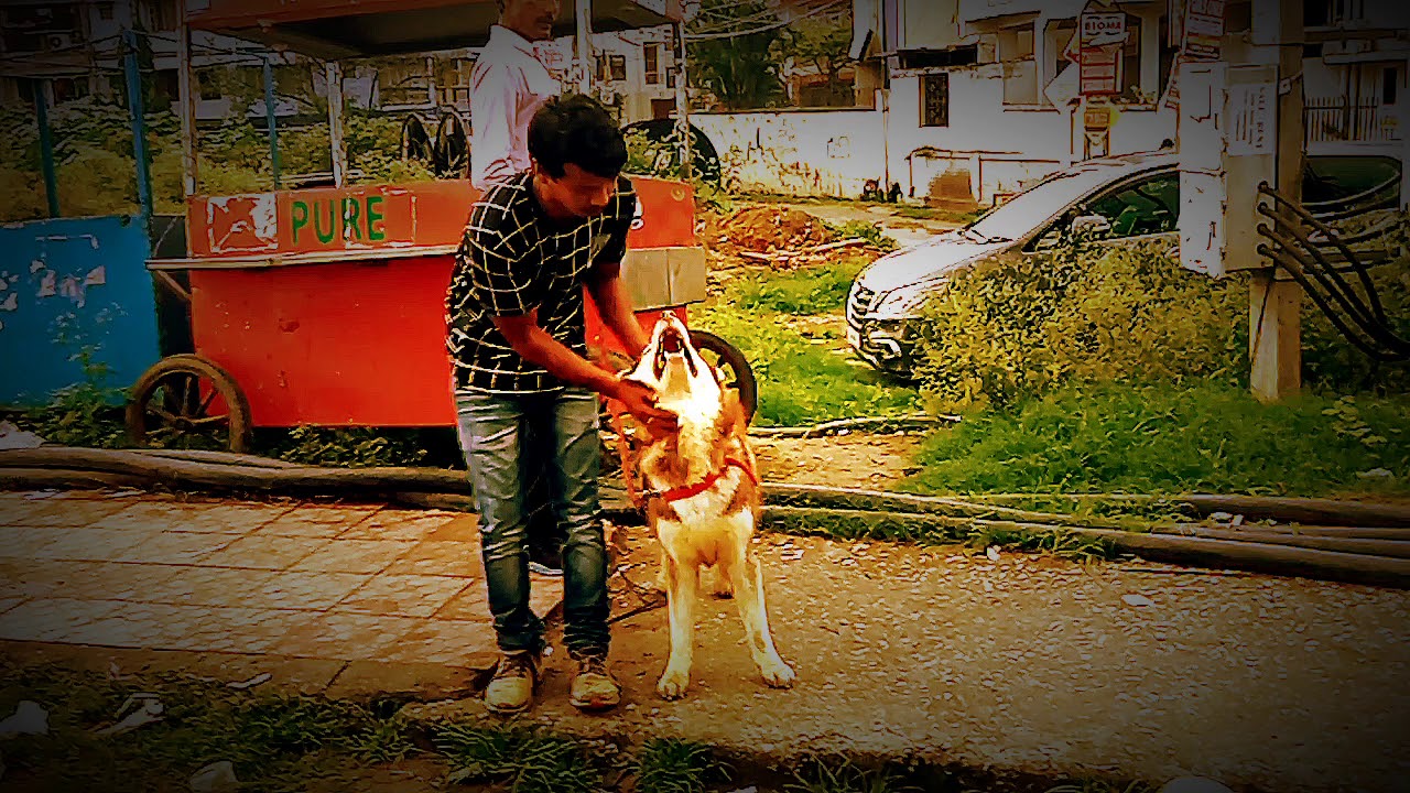 Husky ...aaj Mai ak husky dog Dekhane wala huu..Jo Mai 1sal phale Diya ...