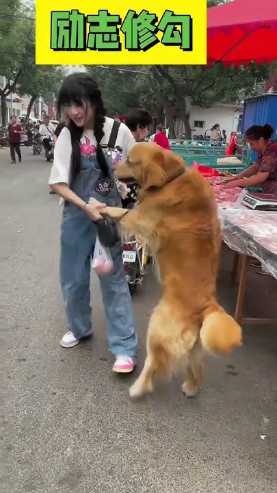 Yuanbao: Golden Fur Flying Kick!!!#funny dog videos #dog daily life - YouTube