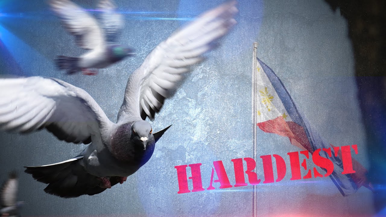World's Hardest Pigeon Race: Philippines Pigeon Racing - YouTube