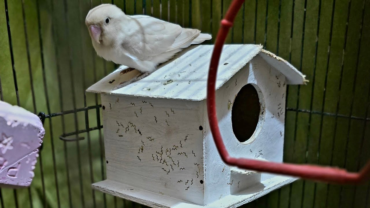 Live birds | love birds | birds Nesting | parrots | birds livestream ...