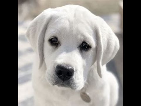 Deer Tracking with a Young Labrador Retriever. How To Train Your Dog To ...