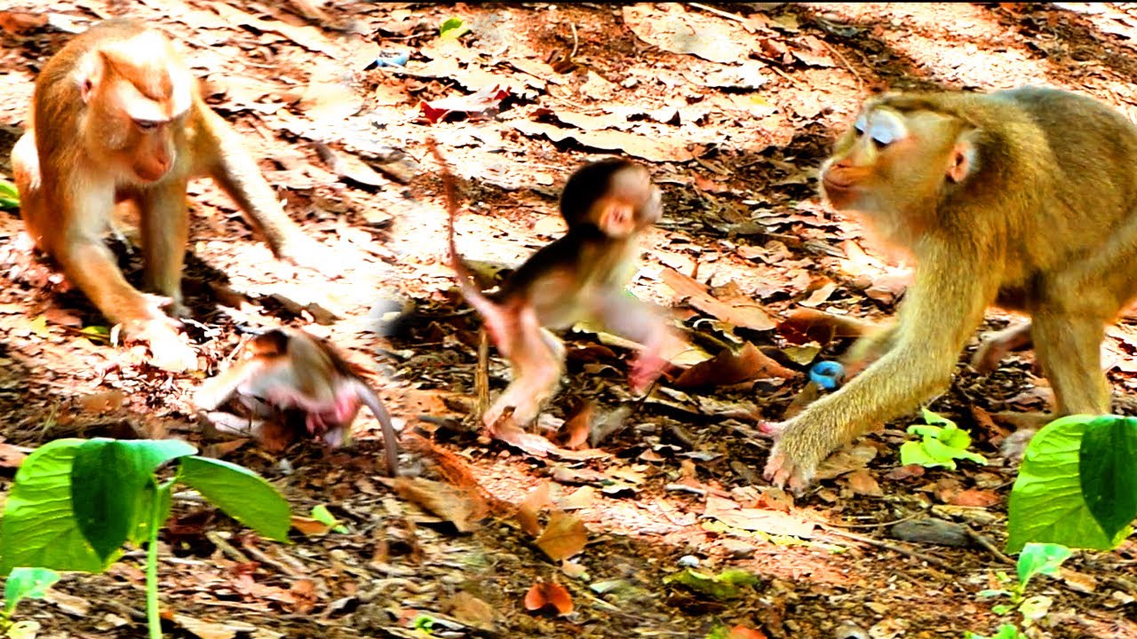 OMG ! Little baby monkey SABA jump fails to hugs Mom - he fells cries ...