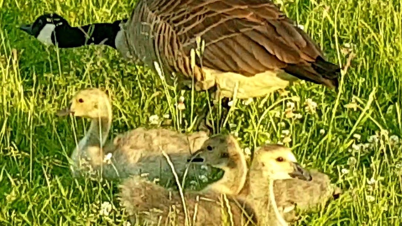 Canada geese and goslings with limping goose - YouTube