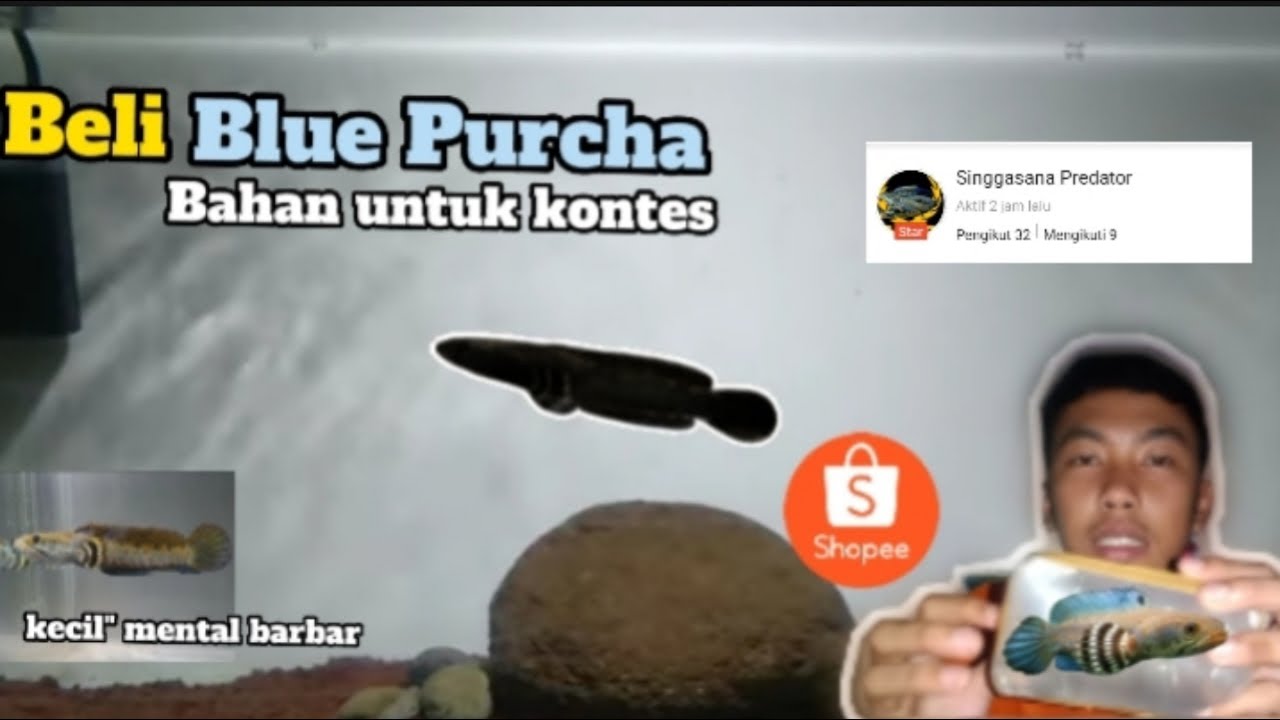 Beli channa blue purcha full dot di toko @singgasana predator dapet ...