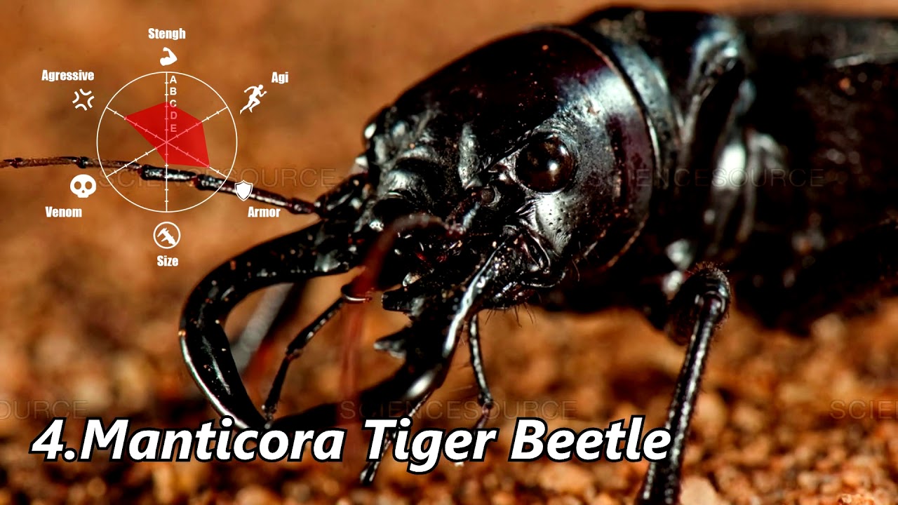 Top10 Strongest 1 vs 1 Bug - YouTube