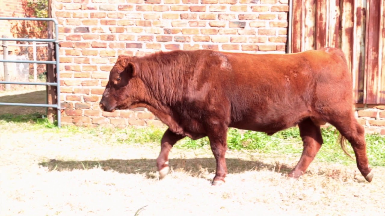 BKB | Transgariep Angus & Afrigus | Lot26 DW 17 0931 - YouTube