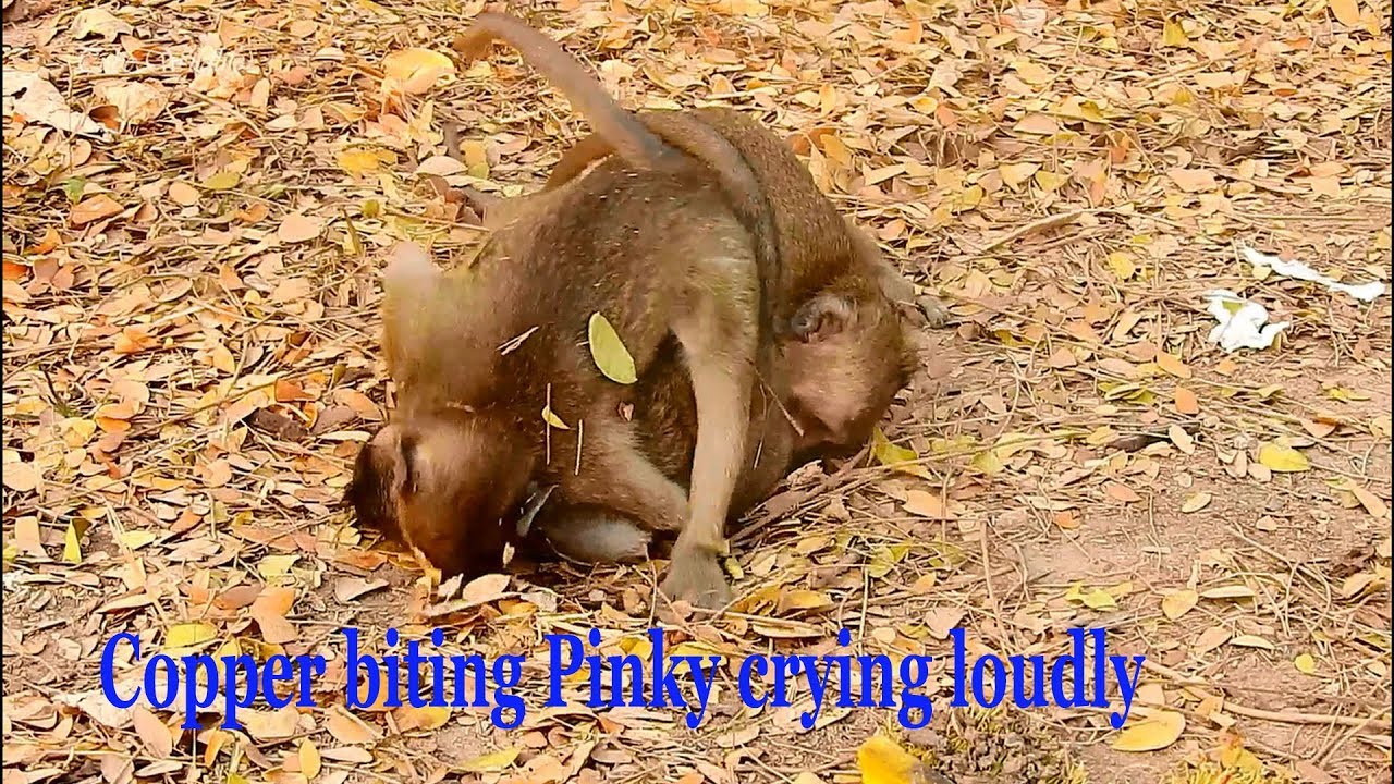Oh, No! no, Copper don't hurt orphan baby Pinky crying loudly/ Copper ...