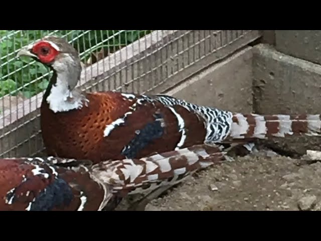 Elliots Pheasant Image Syrmaticus Ellioti (Elliot's Pheasant)
