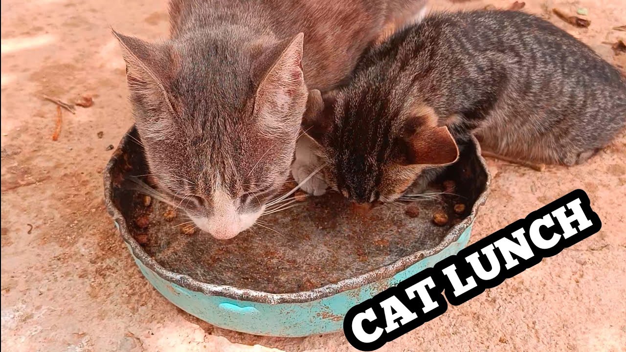 Lunch for cats | Déjeuner pour chats | Homemade Cat Food | Cat lunch ...