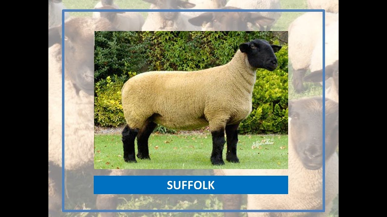 RAÇAS DE OVINOS - Suffolk - YouTube