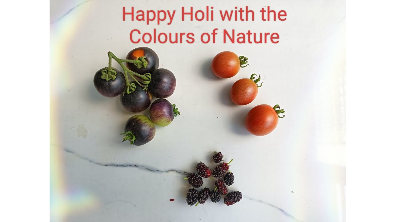 Vibrant Holi Colors with My Mulberry Tree | Garden Vlog - YouTube