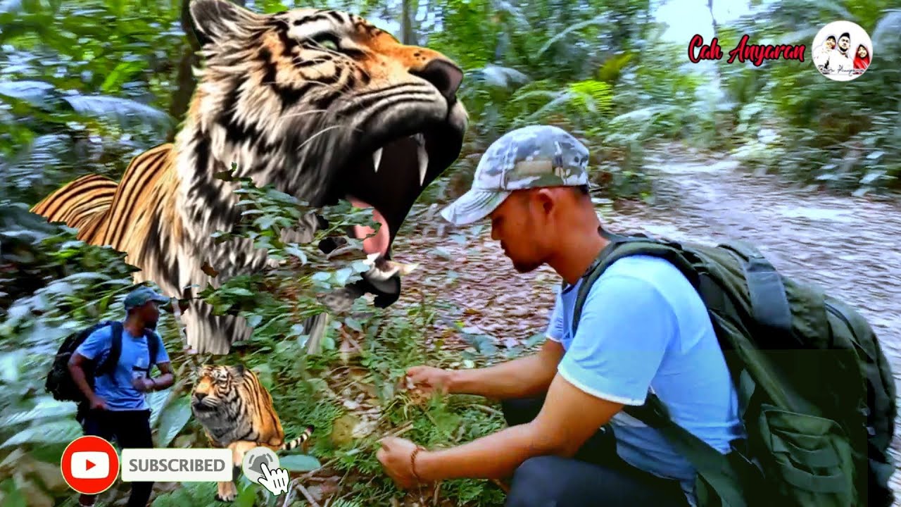 Tiger attack human walking in the jungle. tiger animal.tiger tiger ...
