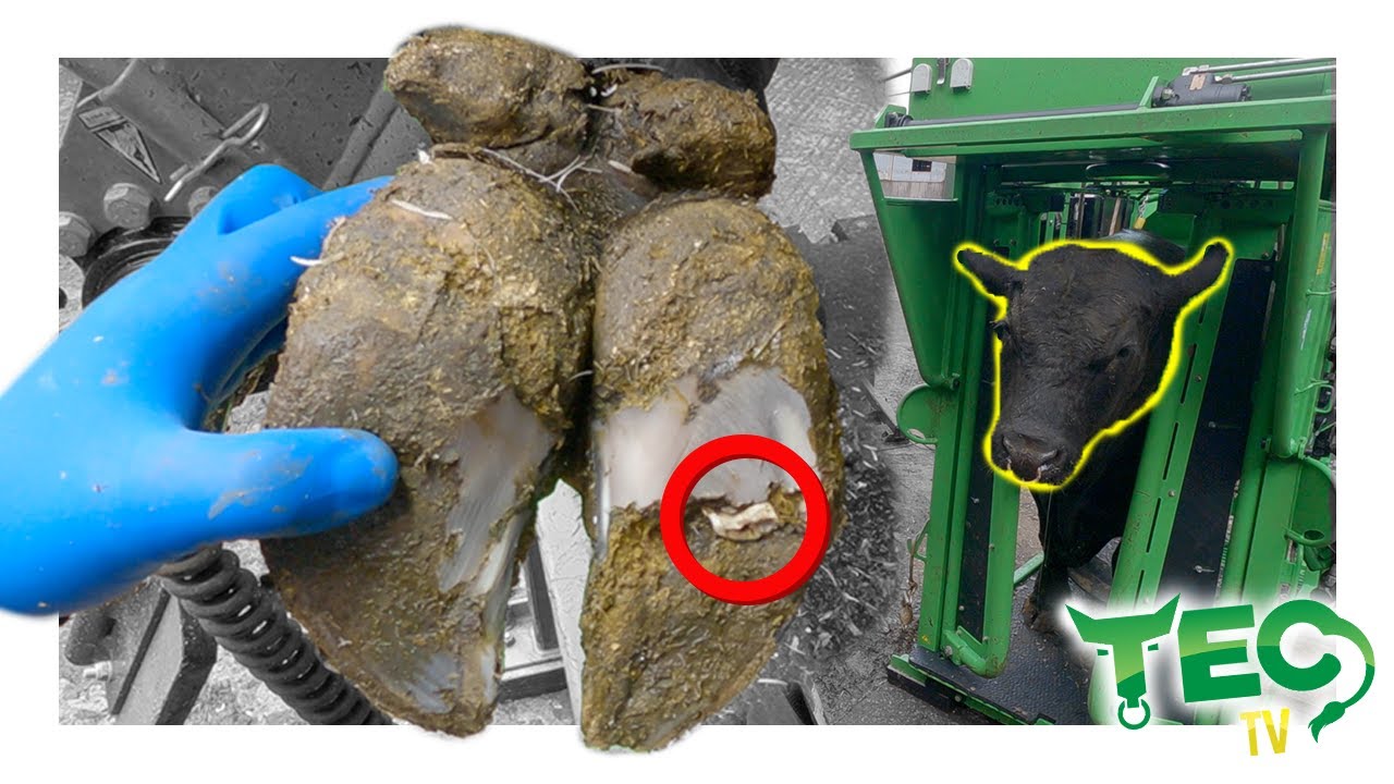 MASSIVE COW'S TOOTH IN BULL'S FOOT | Hump Day Hoof - YouTube