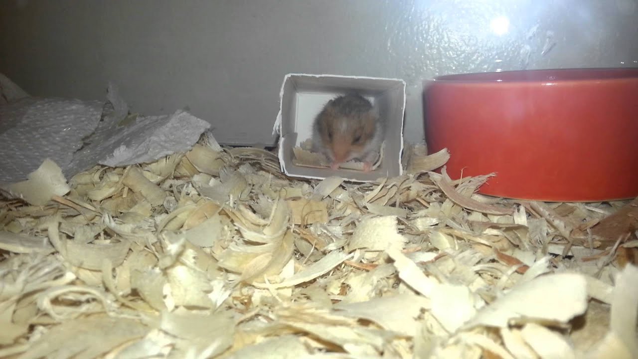 Scab the Hamster trying to build a nest - YouTube