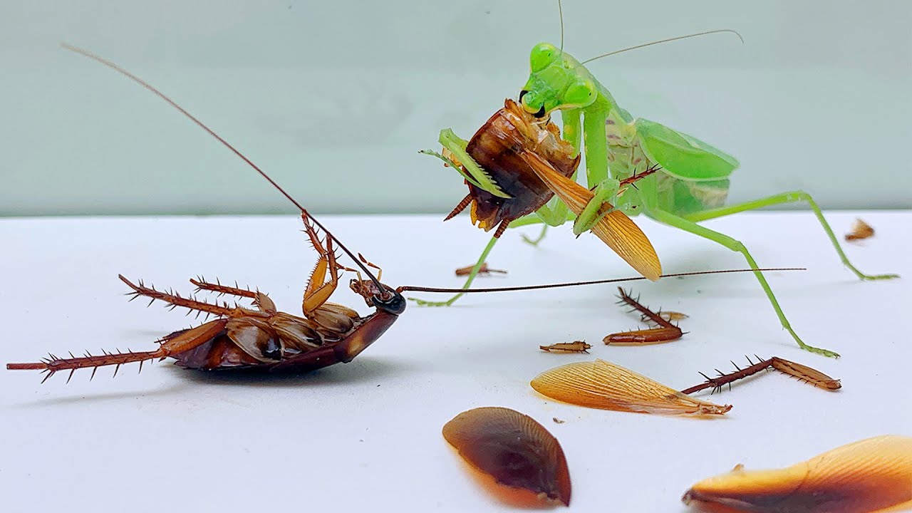 Mantis Killer vs Cockroach - Insect Club - YouTube