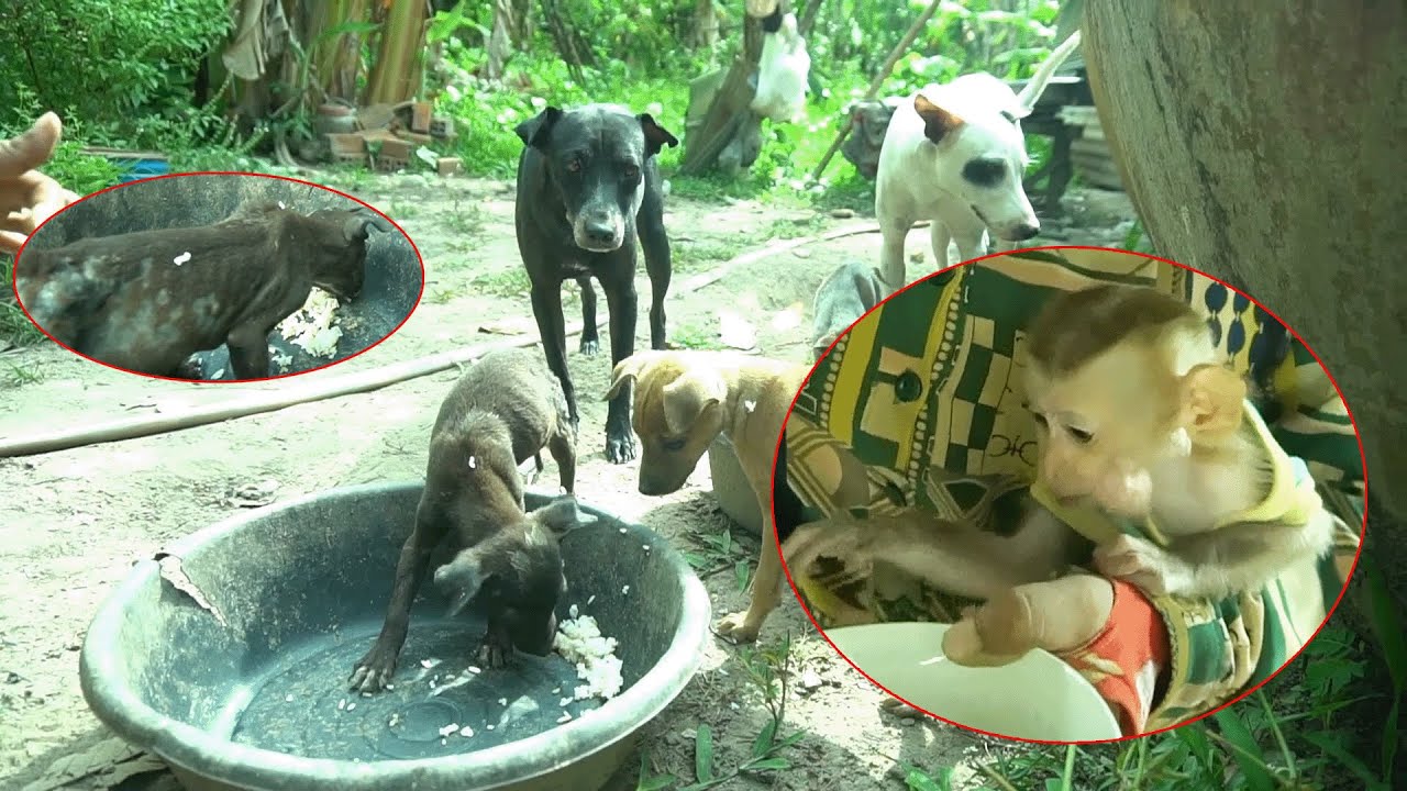 P00r puppy family helq by kindly Leo monkey and mom give food to puppy family while owner not ...