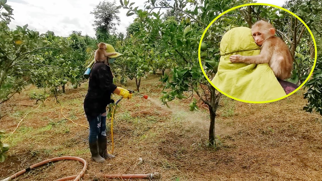 Monkey Ricky was interested in seeing organic fertilizer dad for plant ...