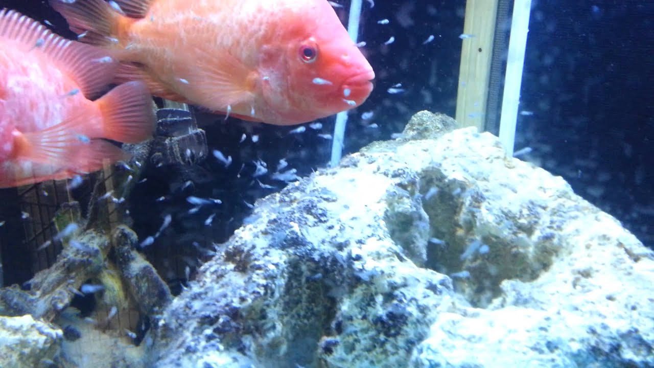 Red Devil / Rose Queen and Fry - YouTube