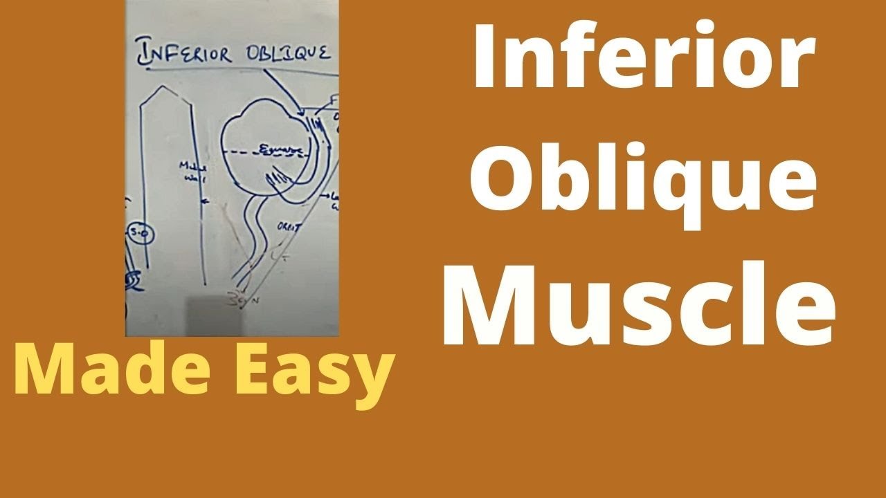 Inferior oblique muscle| Extraocular muscle | - YouTube