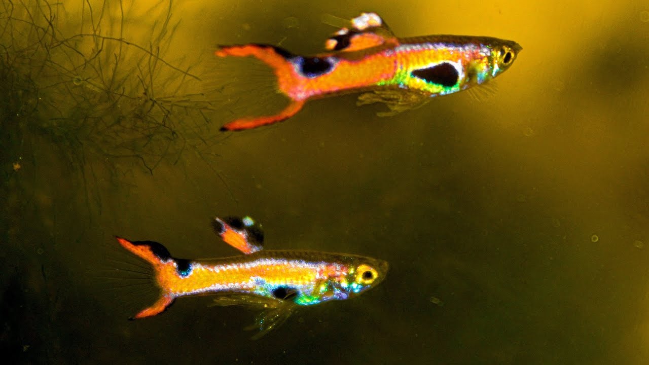 'Orange Line' Endlers - Prolific beauties ᴴᴰ - YouTube