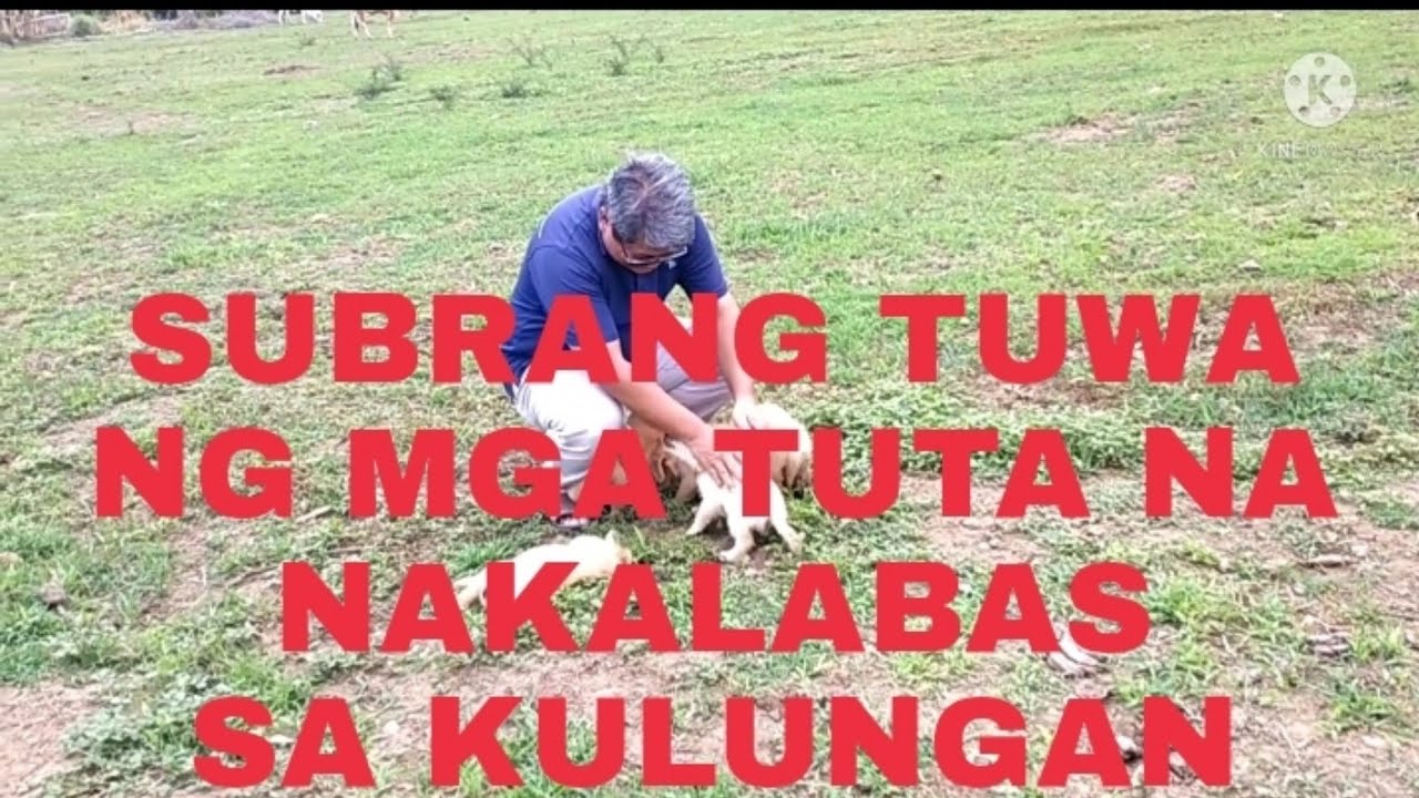 PINAPAGALA NAMIN ANG AMING MGA ALAGANG TUTA|June 8,2021 - YouTube