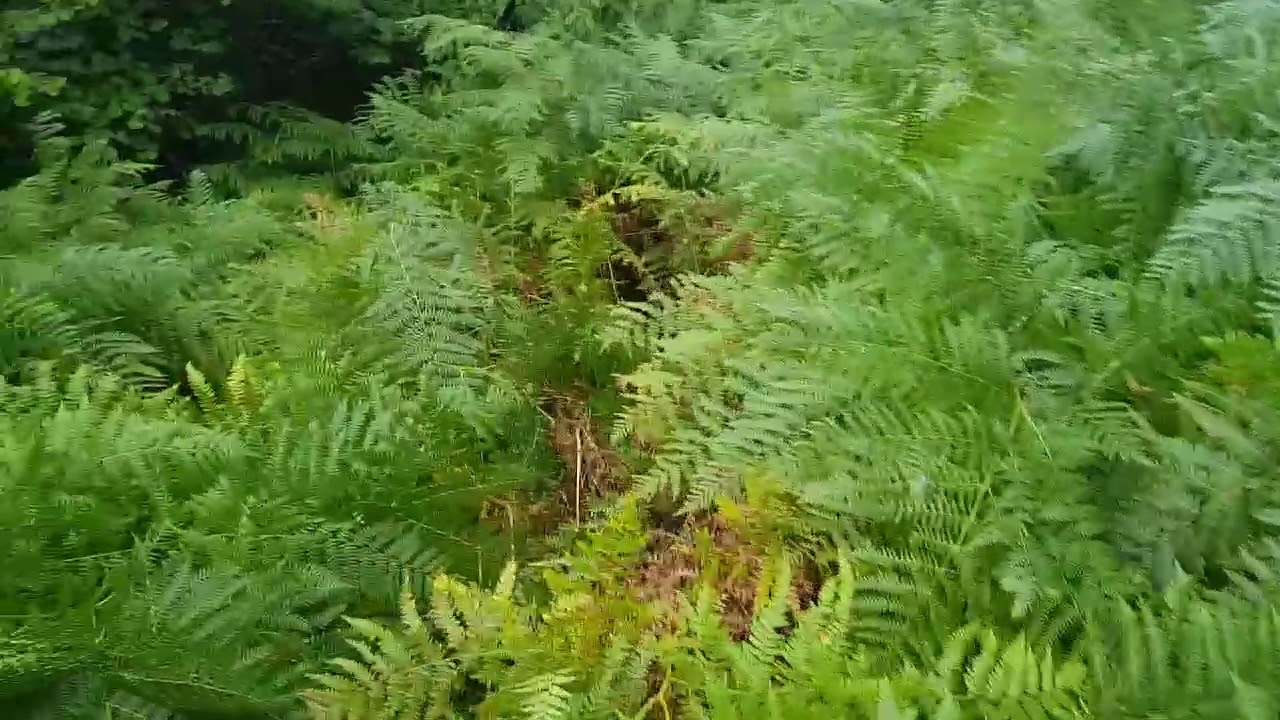 UKFN 2019 - Outdoor Ganja Grow Adventures - The Late Summer Edition ...