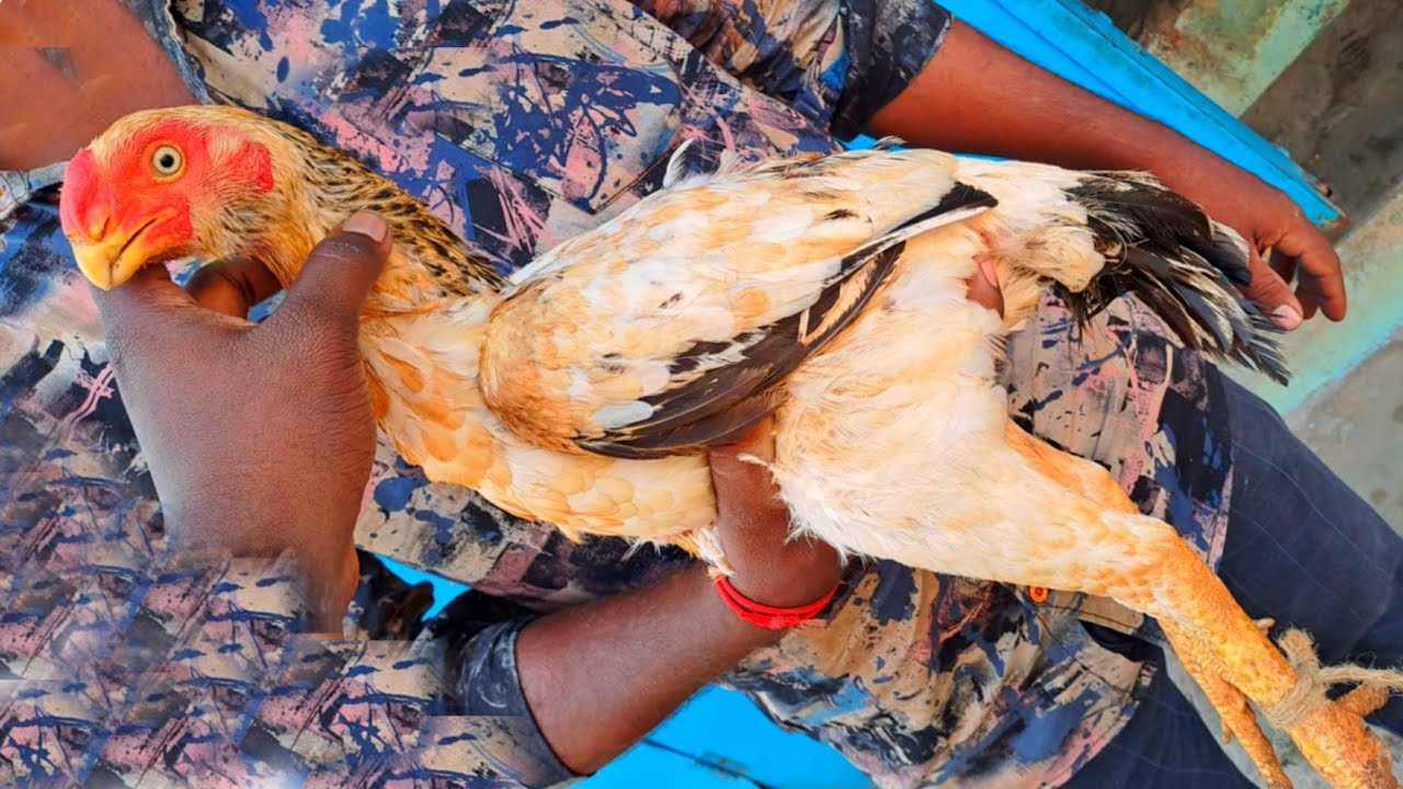 parrot beak aseel hen temper tail and long haight | aseel and animal ...